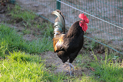 BASSE COUR | Maison d'Enfants Pierre Rayer